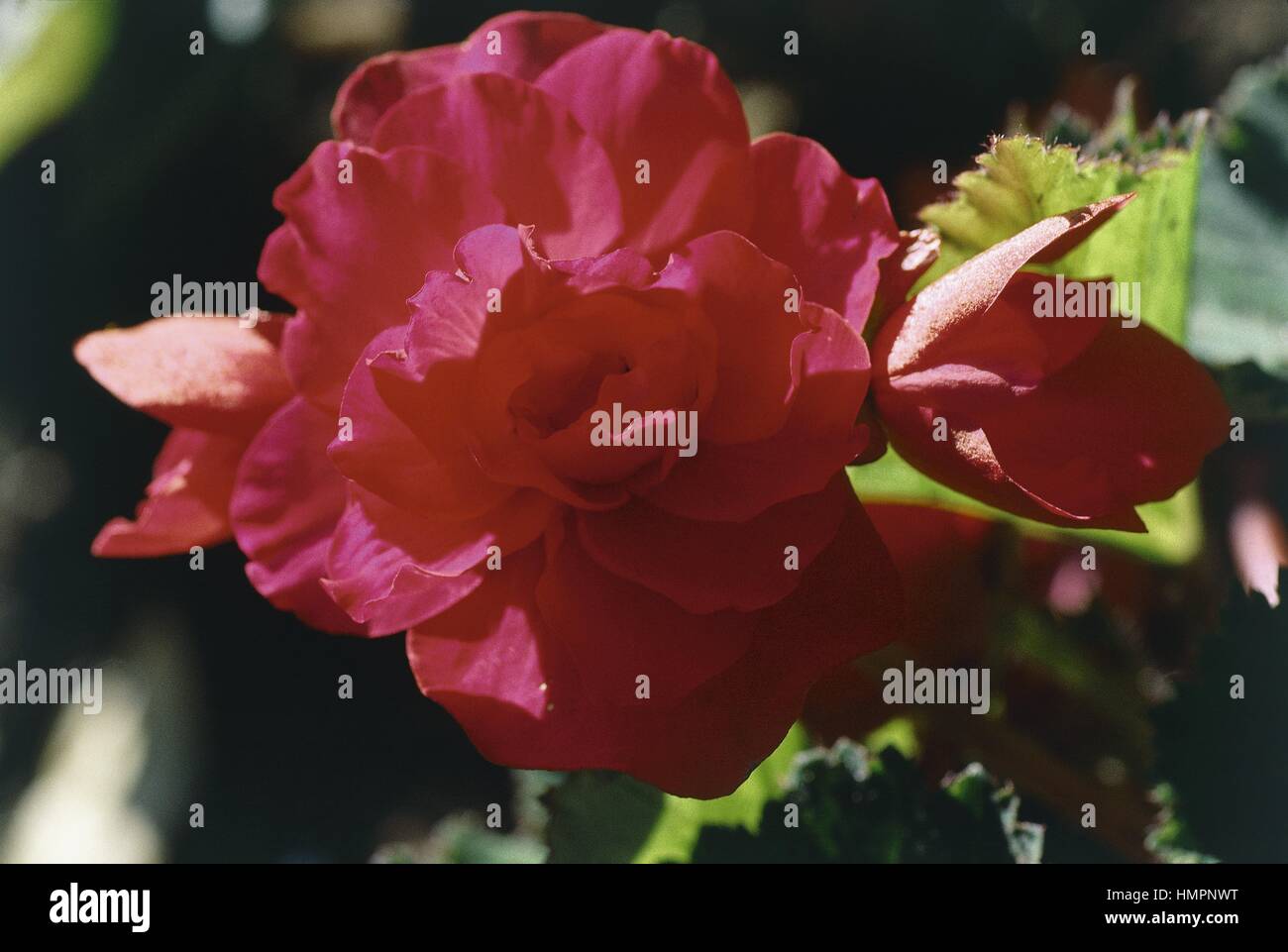 Botany - Begoniaceae - Begonia bulbosa Stock Photo - Alamy