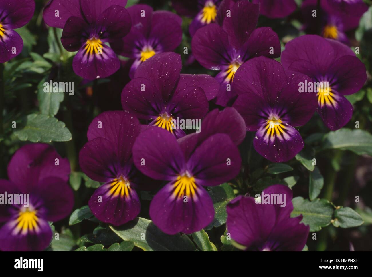 Sweet Violet (Viola odorata), Violaceae Stock Photo - Alamy