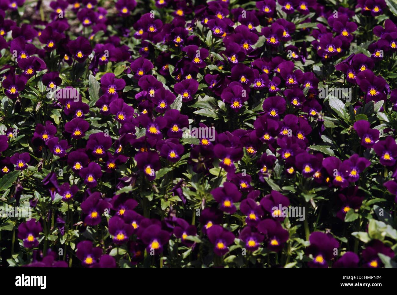 Sweet Violet (Viola odorata), Violaceae Stock Photo - Alamy