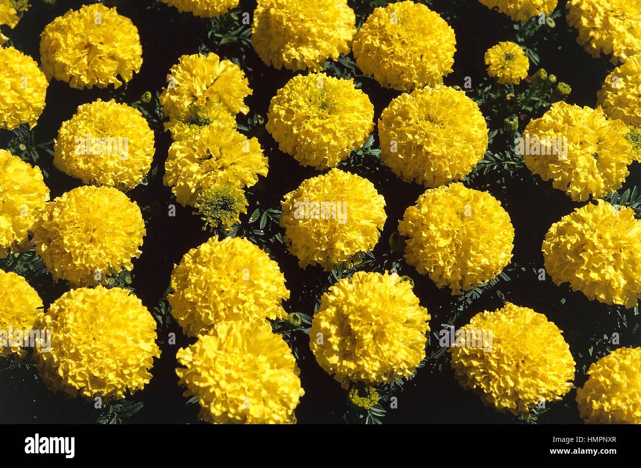 Marigold tagetes erecta gold coin hi-res stock photography and images ...