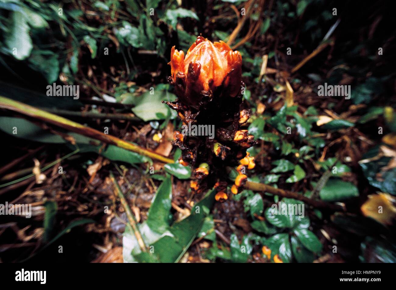 Amazon rainforest, Venezuela Stock Photo - Alamy