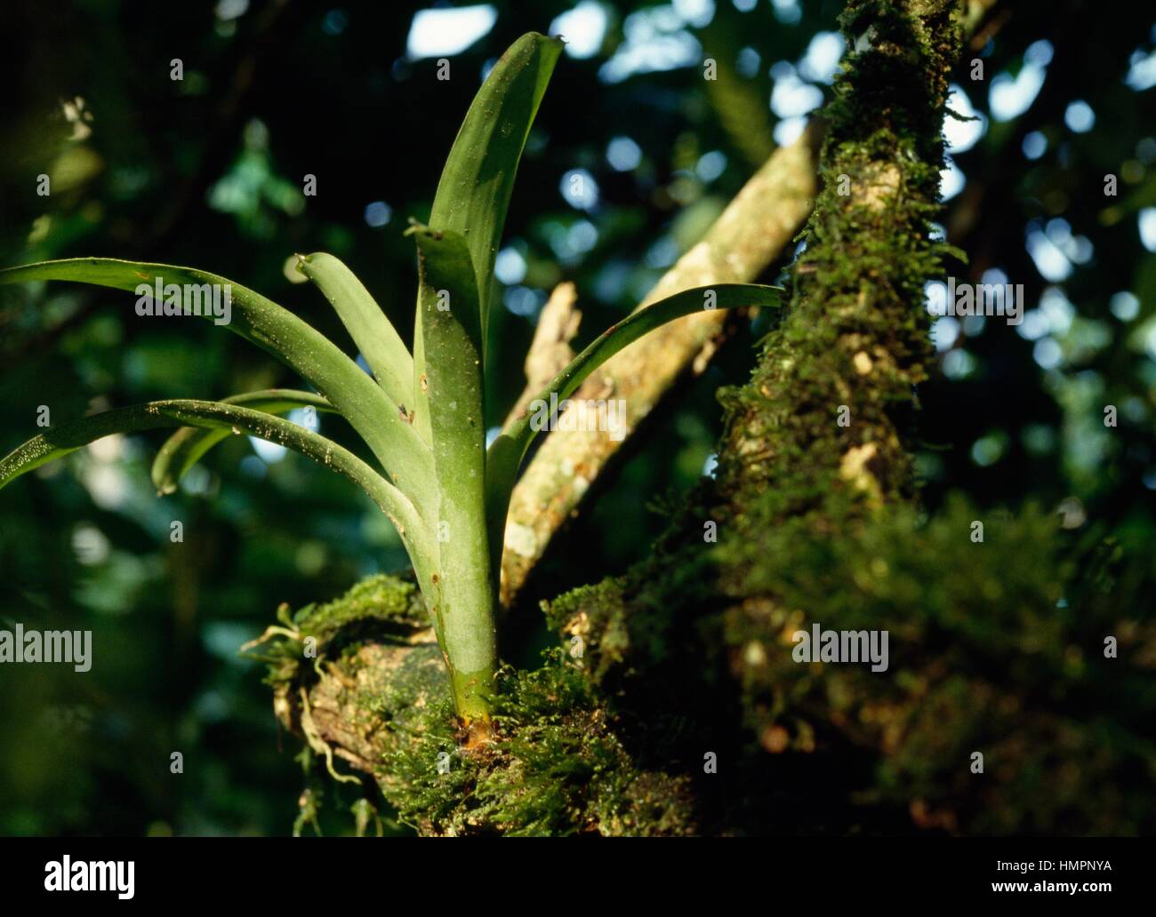 Tropical plant, Amazon rainforest Stock Photo - Alamy
