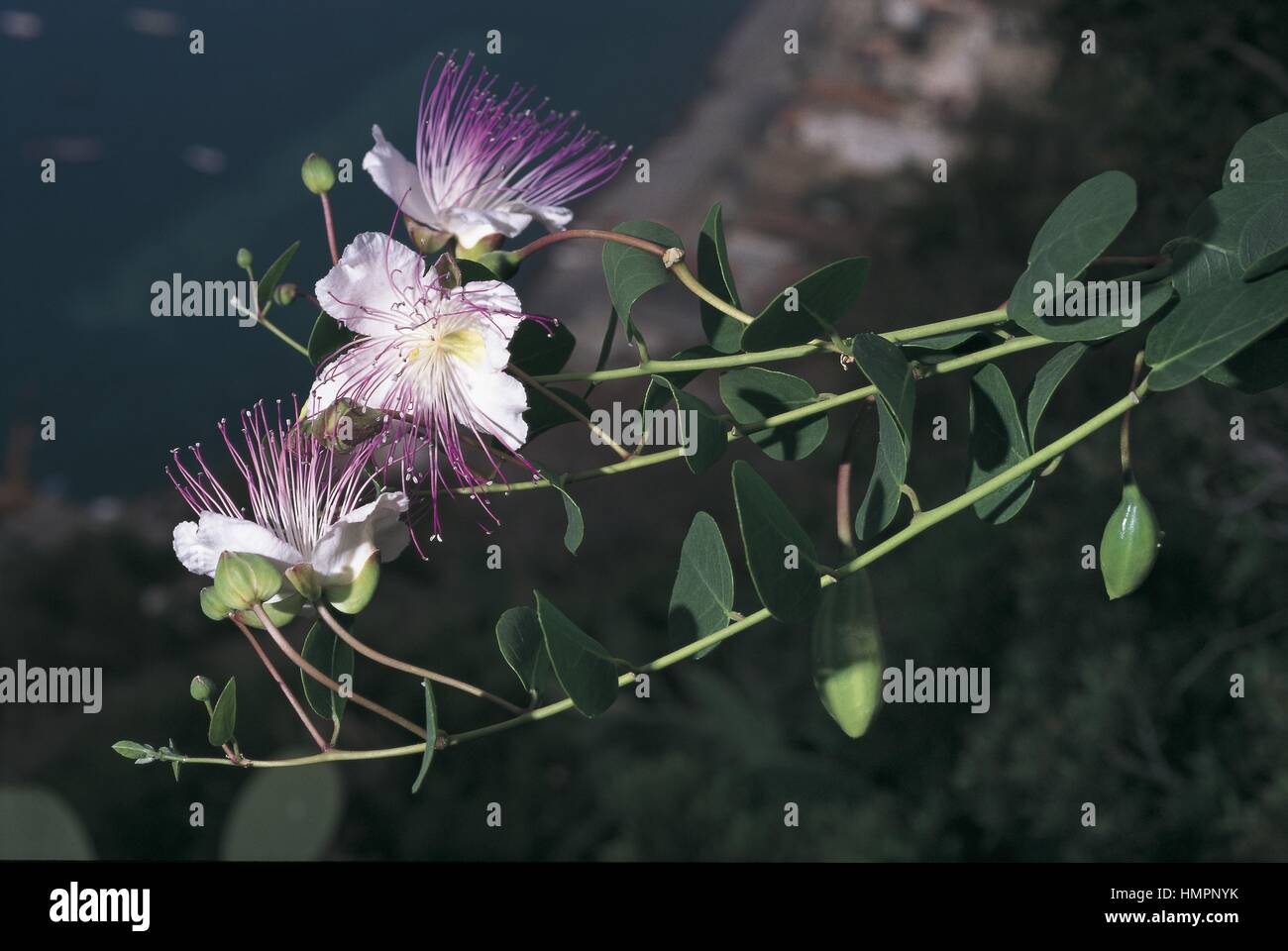 Italy - Sicily Region. Aeolian Islands (UNESCO World Heritage Site ...