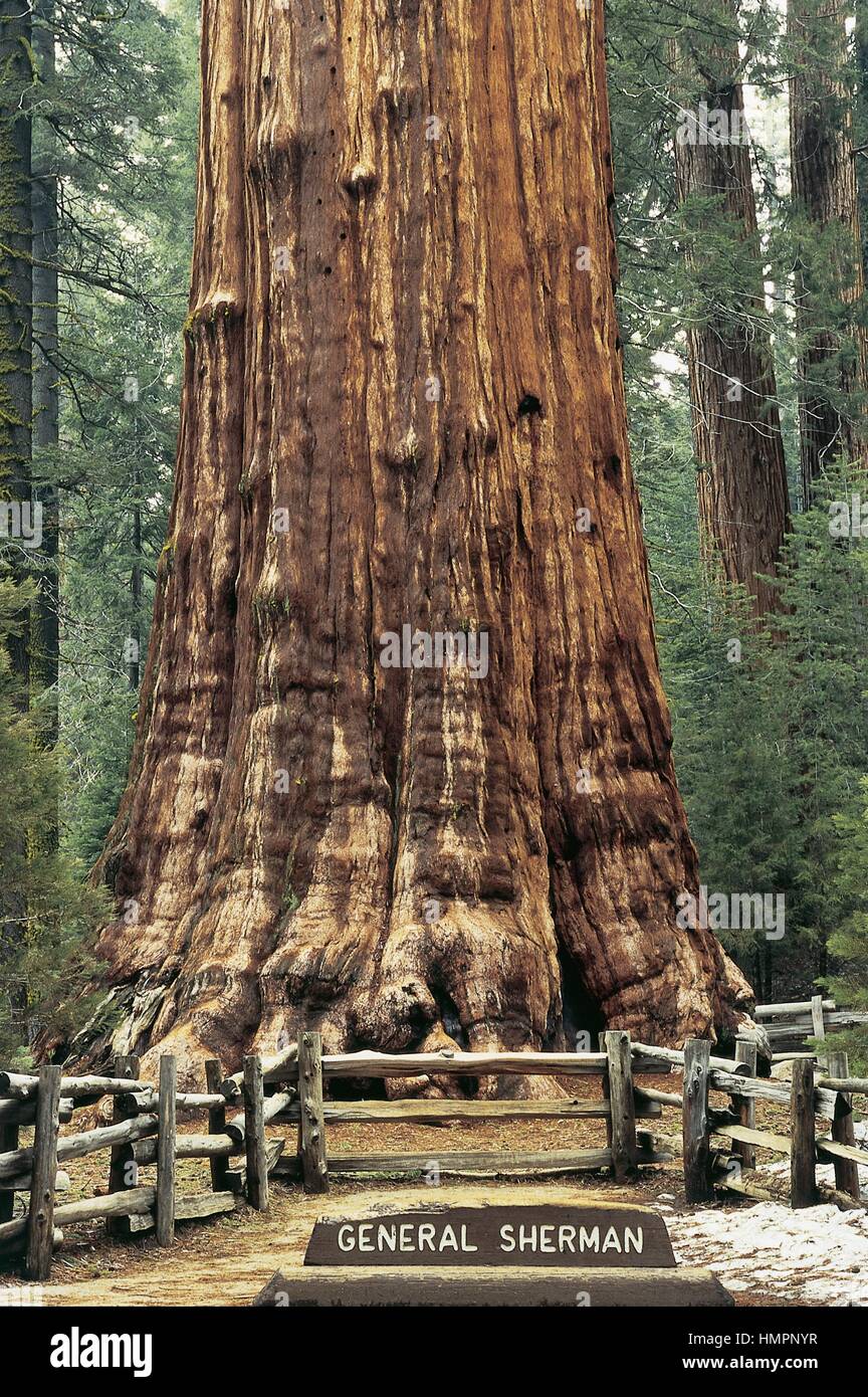 Botany - Trees - Taxodiaceae. Big tree, or giant sequoia ...