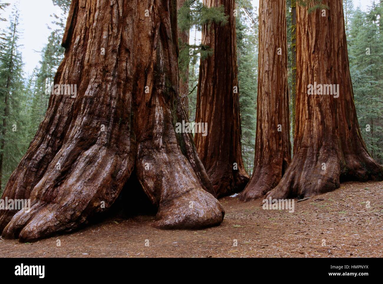 Giant sequoia trunk (Sequoiadendron giganteum), Cupressaceae. Sequoia ...