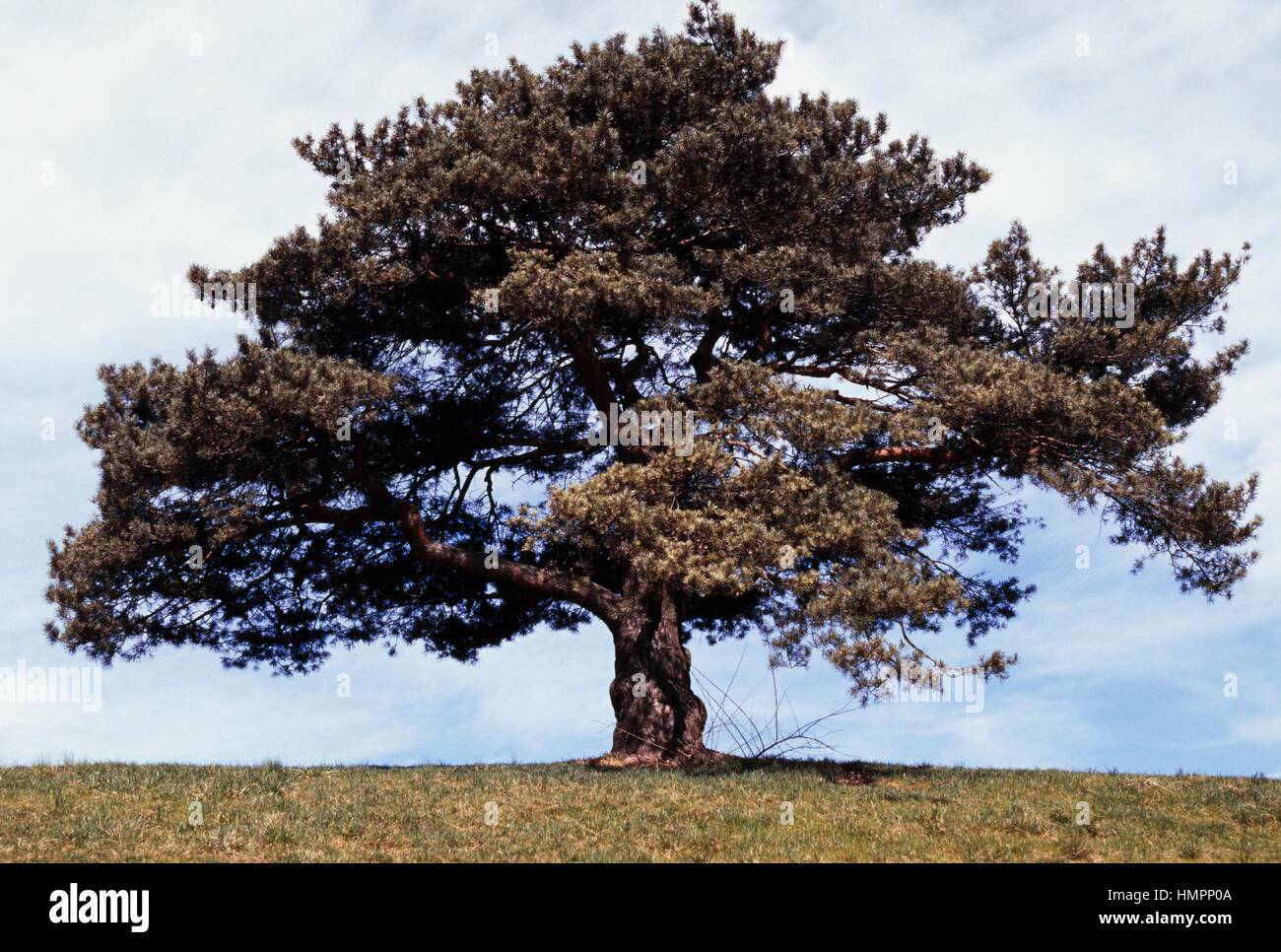 Scots pine (Pinus sylvestris), Pinaceae Stock Photo - Alamy