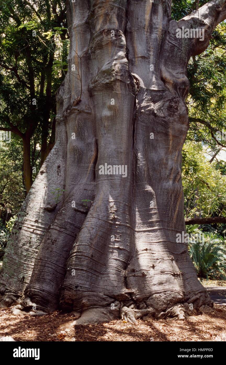 African Baobab trunk (Adansonia digitata), Malvaceae-Bombacaceae Stock ...