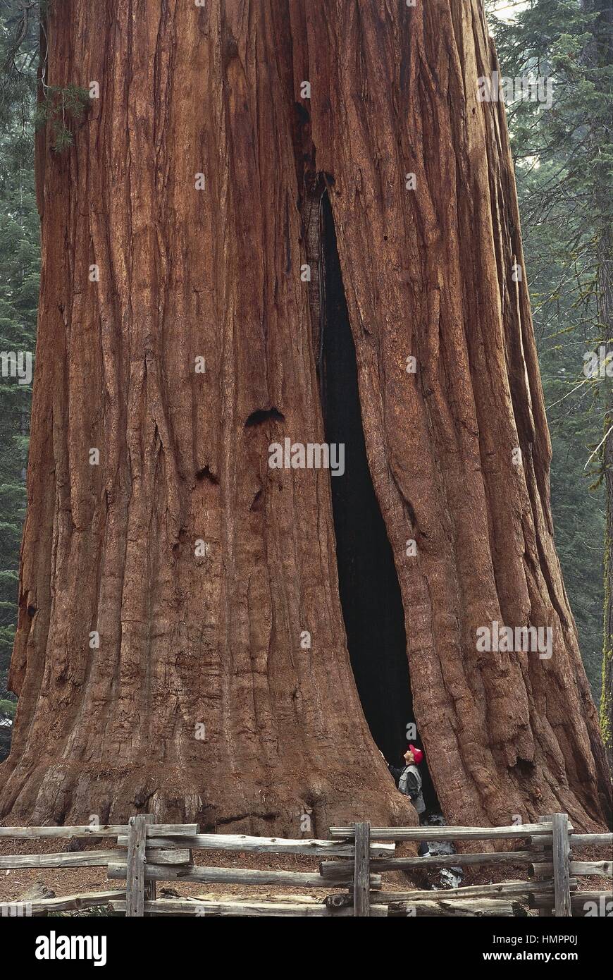 Botany - Taxodiaceae. Big Tree, or Giant Sequoia (Sequoiadendron ...