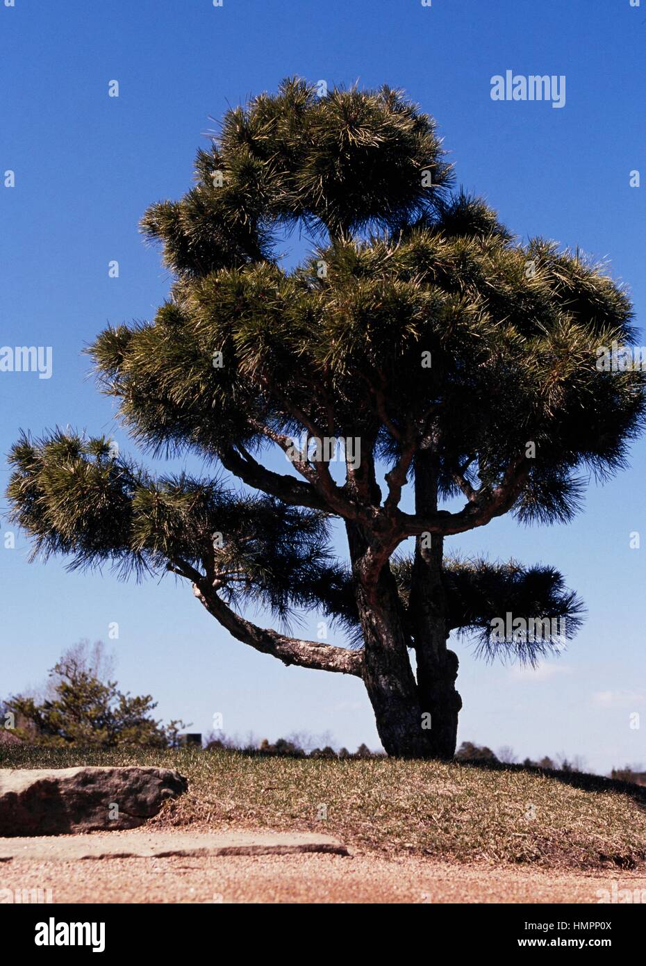 European Black pine (Pinus nigra), Pinaceae Stock Photo - Alamy