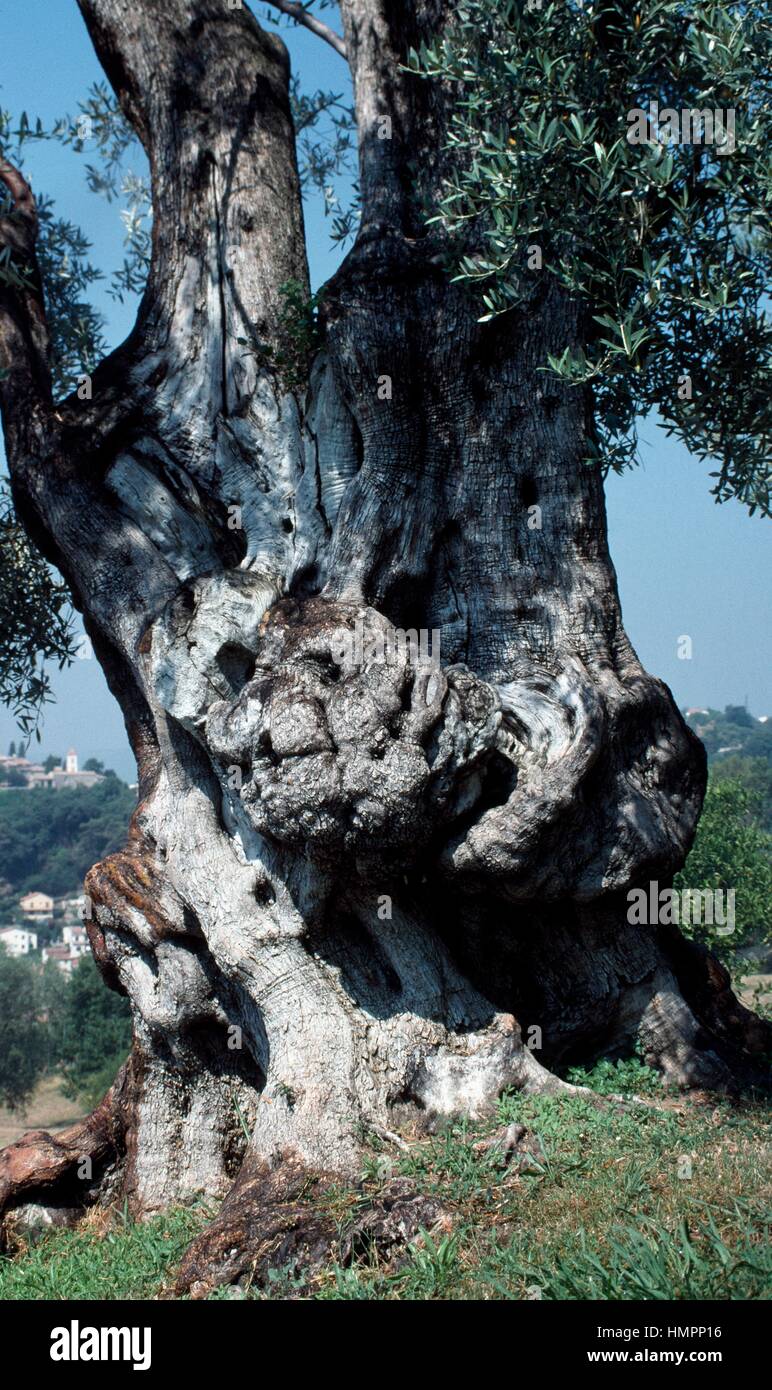 Olive trunk (Olea europaea), Oleaceae Stock Photo - Alamy