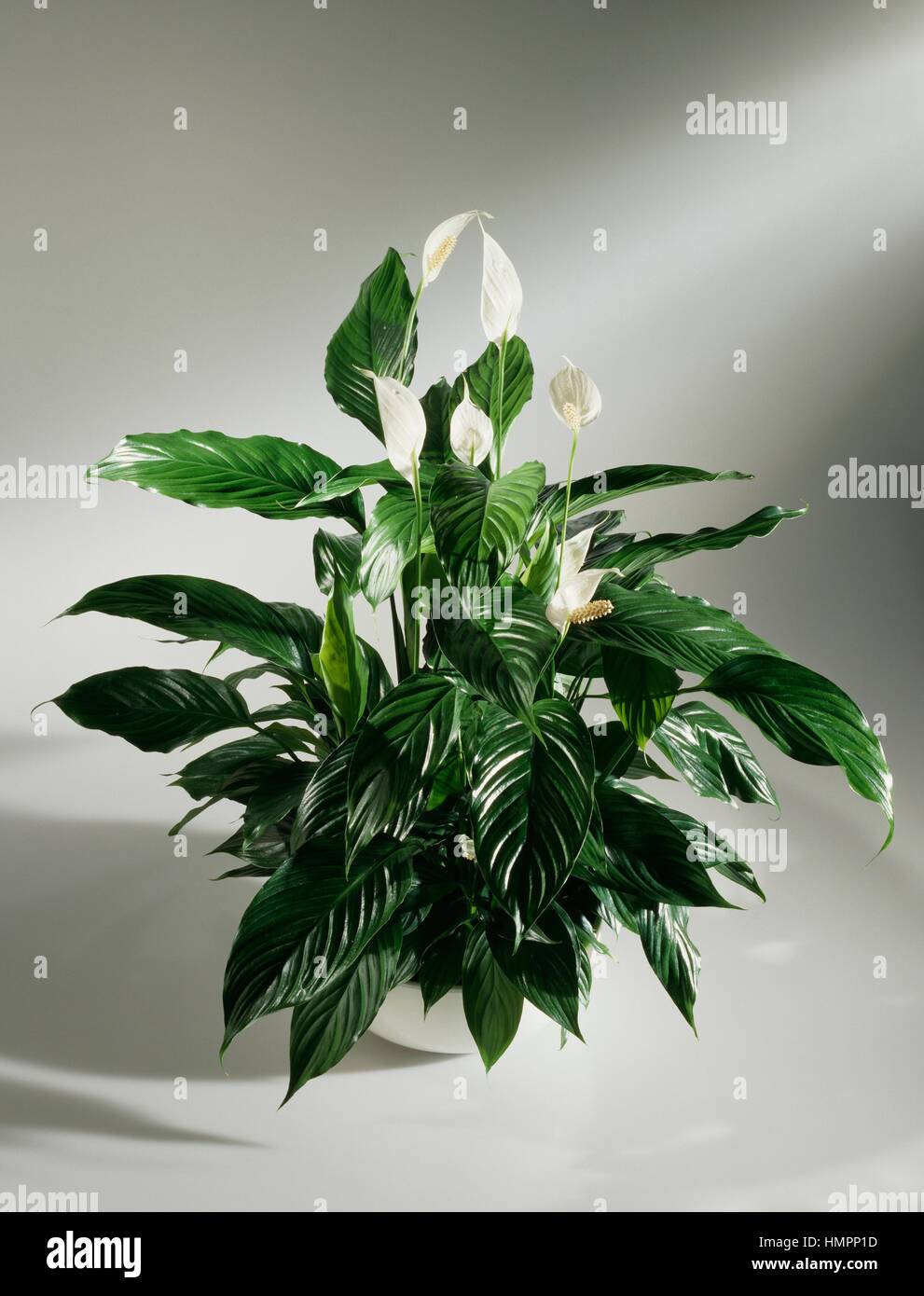Peace lily, White sails or Spathe flower (Spathiphyllum sp), Araceae ...