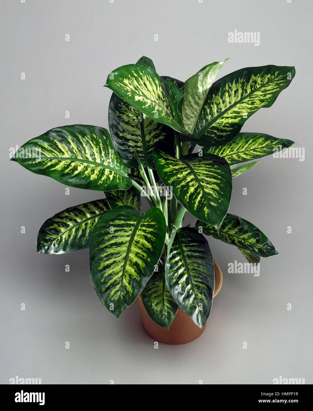 Garden croton or variegated croton (Codiaeum variegatum pictum Reidii ...