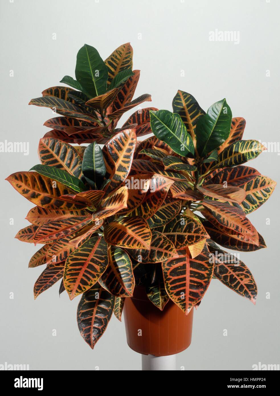 Garden croton or Variegated croton (Codiaeum variegatum pictum Reidii ...