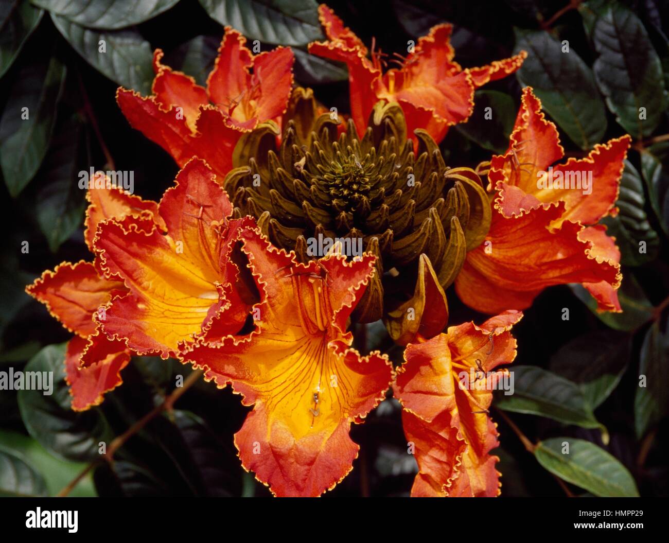 African tulip tree flower (Spathodea campanulata), Bignoniaceae Stock ...
