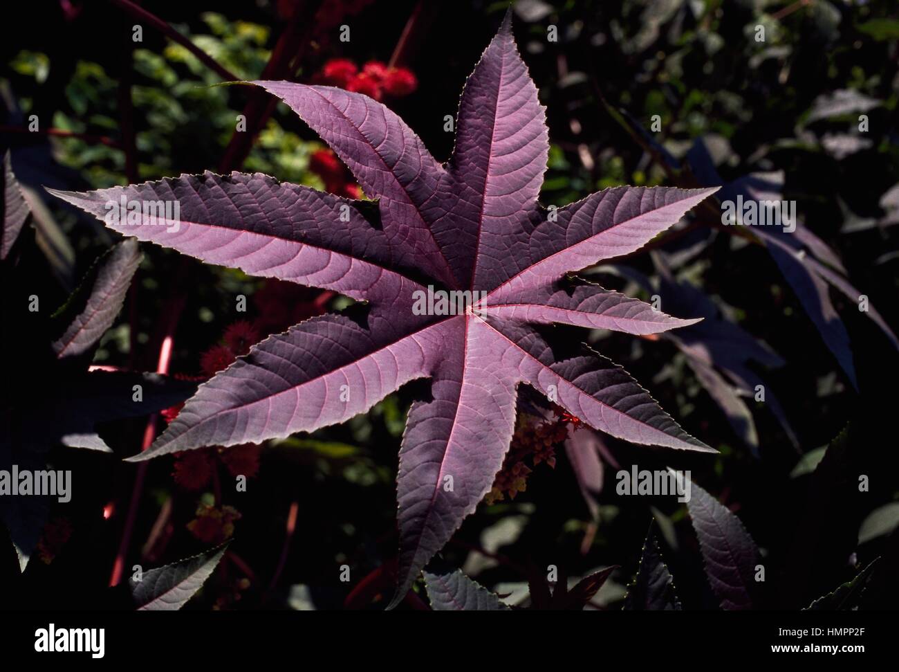 Castor oil plant leaf (Ricinus communis), Euforbiaceae Stock Photo - Alamy