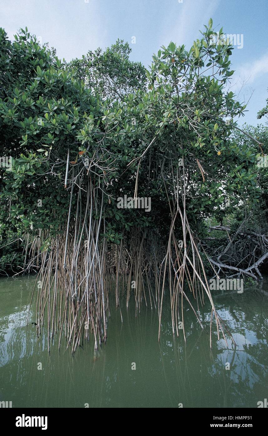 Botany - Rhizophoraceae. Mangrove (Rhizophora mangle Stock Photo - Alamy