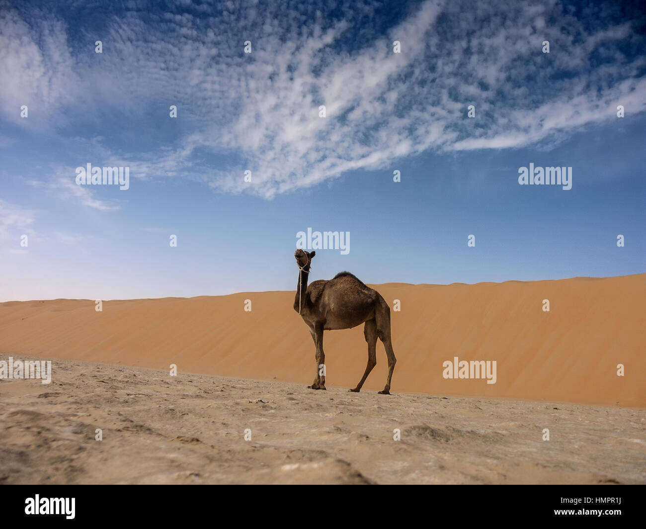 camel with rope pictured from low angle Stock Photo - Alamy