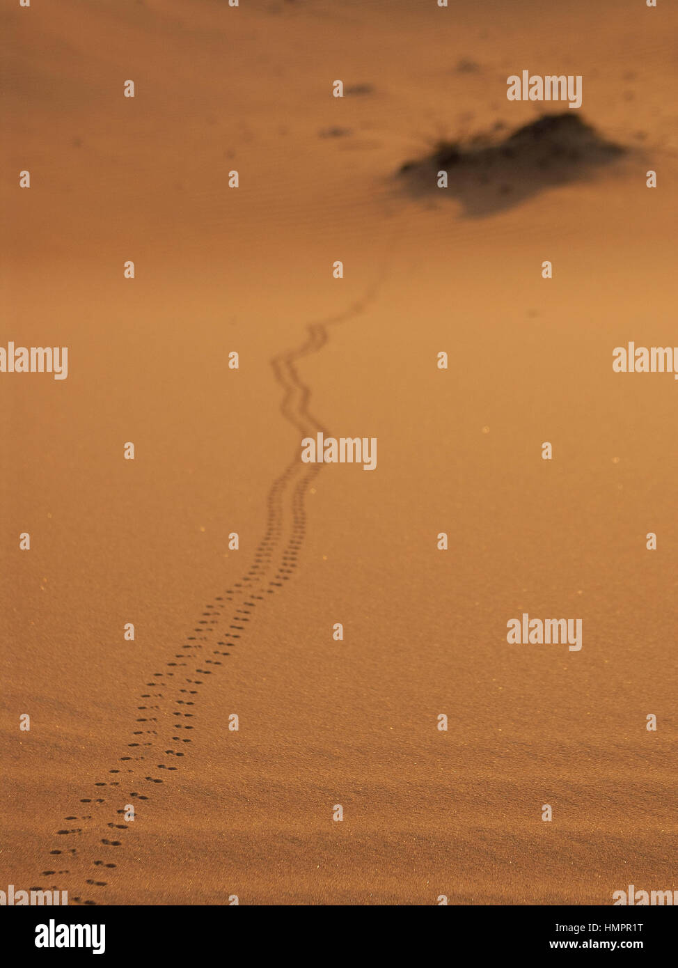 insect tracks in sand disappearing Stock Photo - Alamy