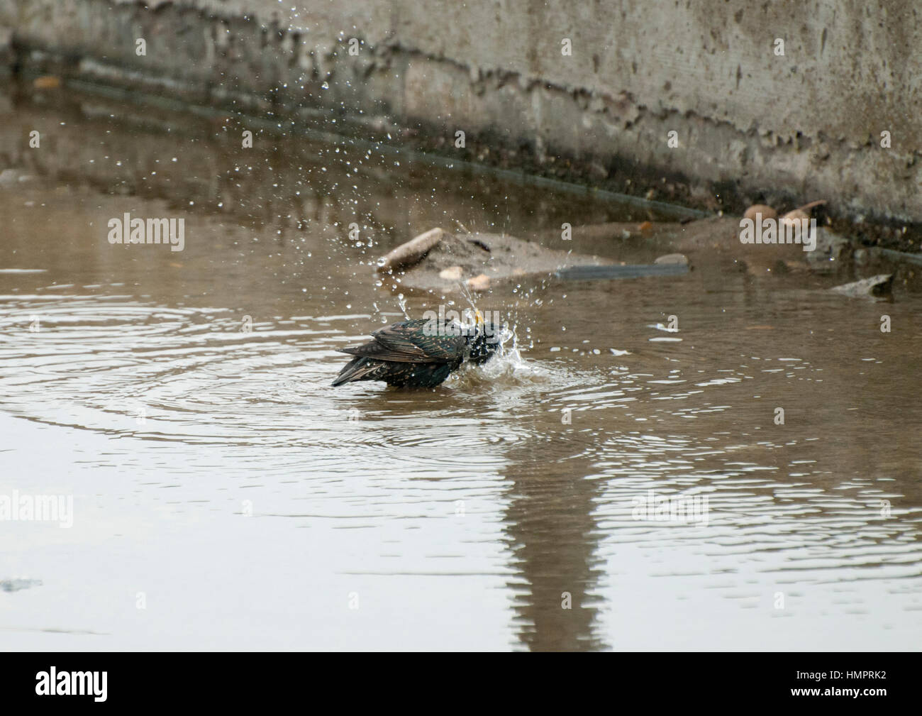 Oil clean wash bird hi-res stock photography and images - Alamy