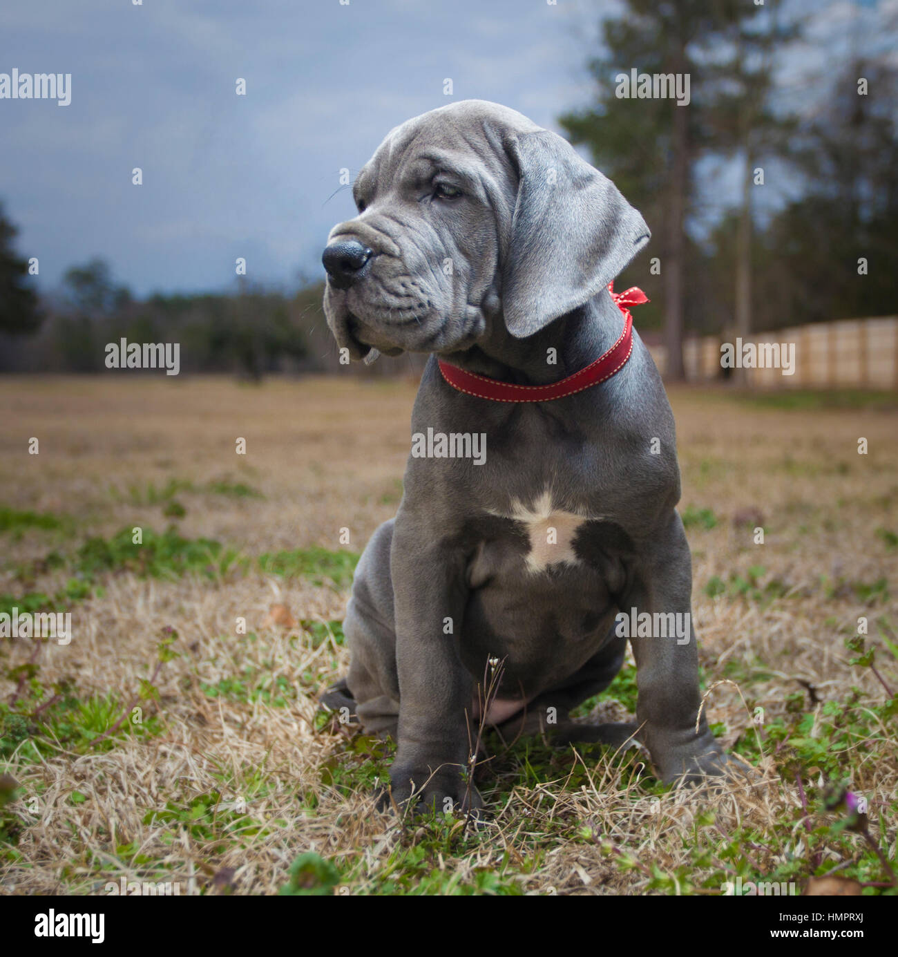 Purebred blue Great Dane puppy on a grassy field in the winter Stock ...