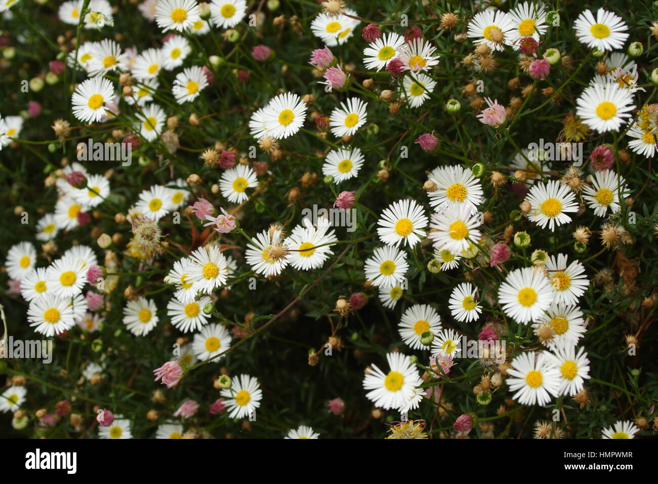 Seaside daisy flowers hi-res stock photography and images - Alamy