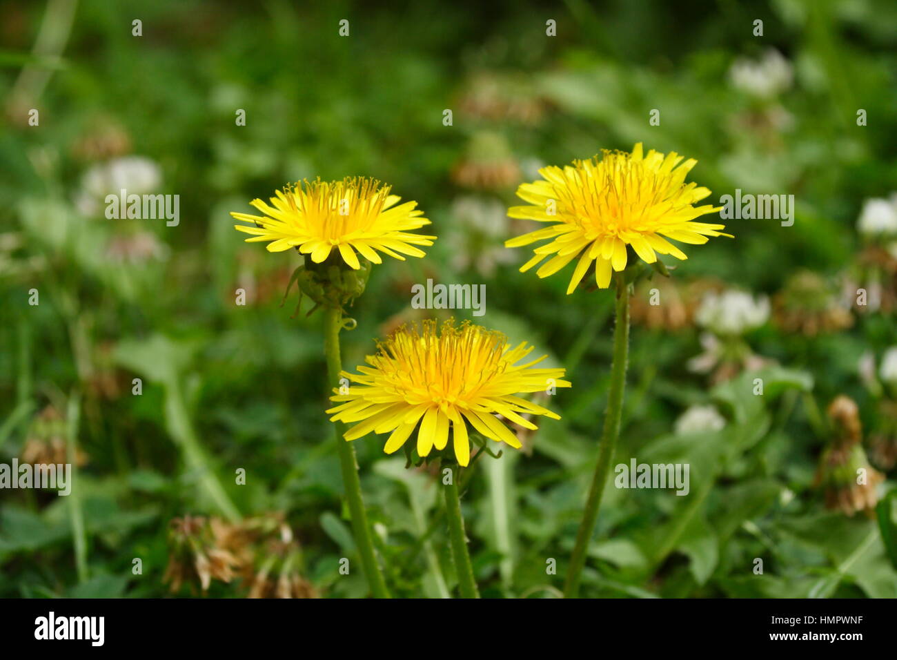 Yellow dandelion wild flower close hi-res stock photography and images ...