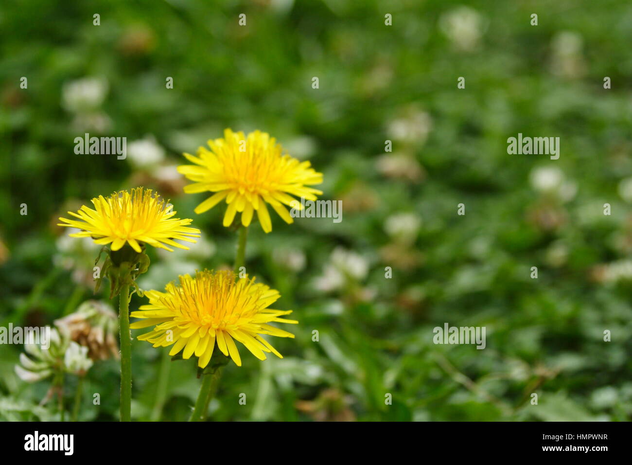 Dandelion Daisy Flowers Stock Photos & Dandelion Daisy Flowers Stock ...
