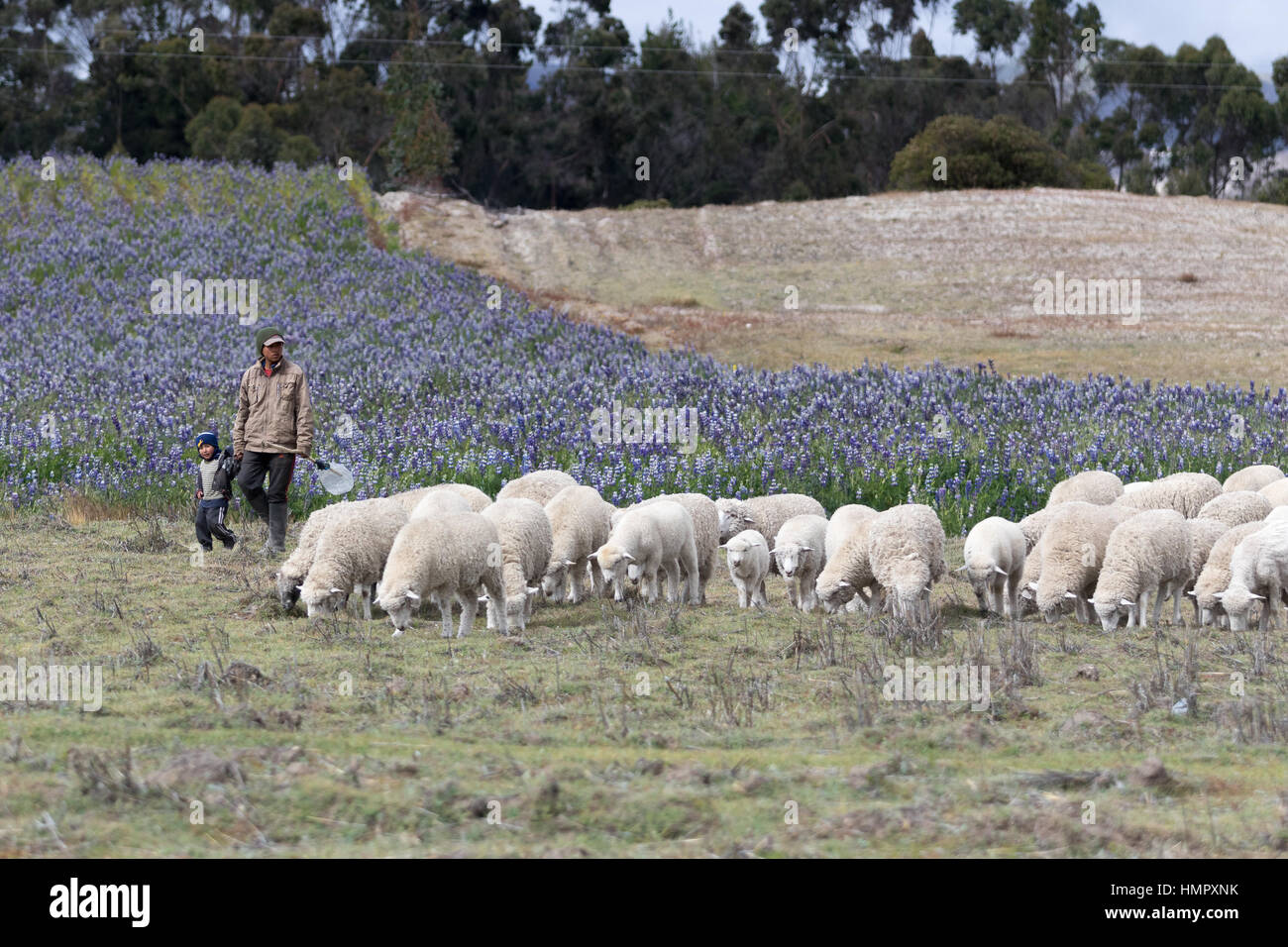 Sheperd Sheep High Resolution Stock Photography and Images - Alamy