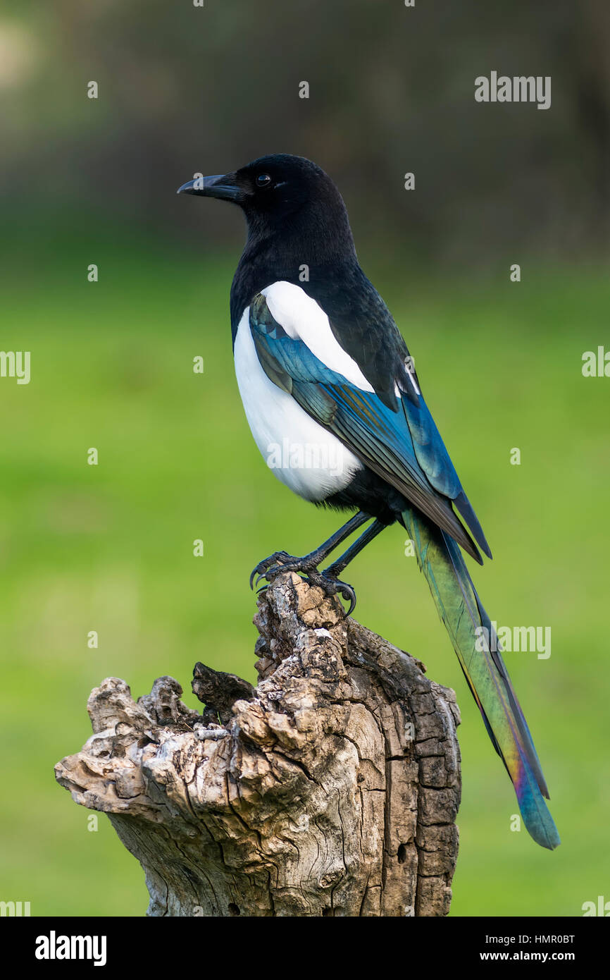 Pictures magpie hi-res stock photography and images - Alamy