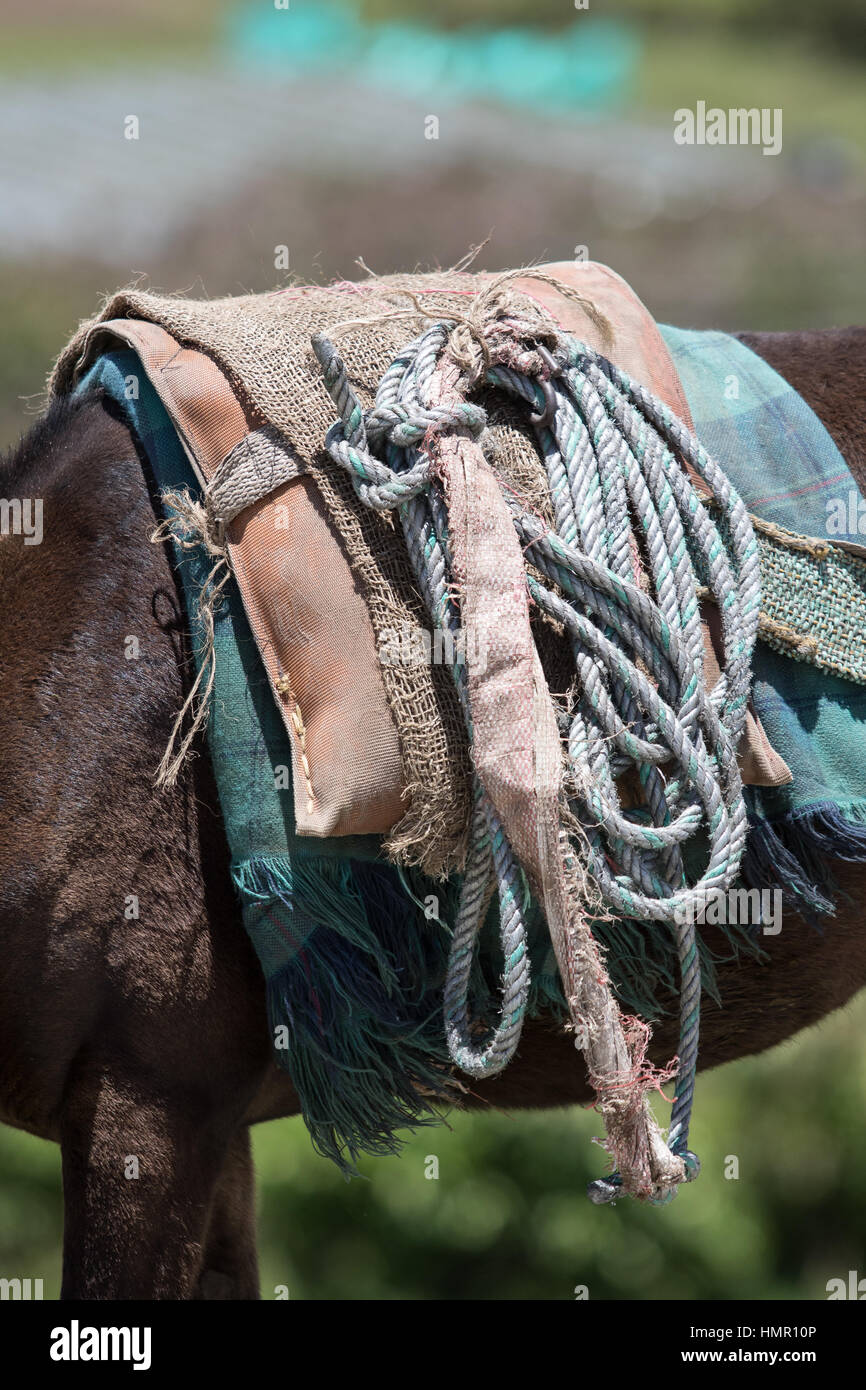 riding, rope, saddle, animal, horse, horseback Stock Photo - Alamy