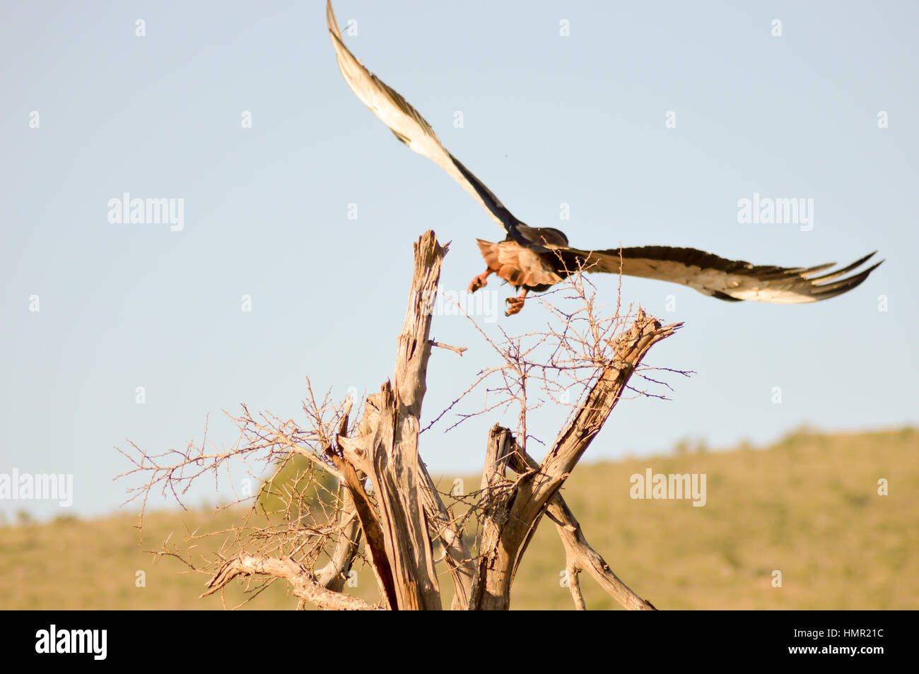 Bald eagle flying from tree hi-res stock photography and images - Alamy