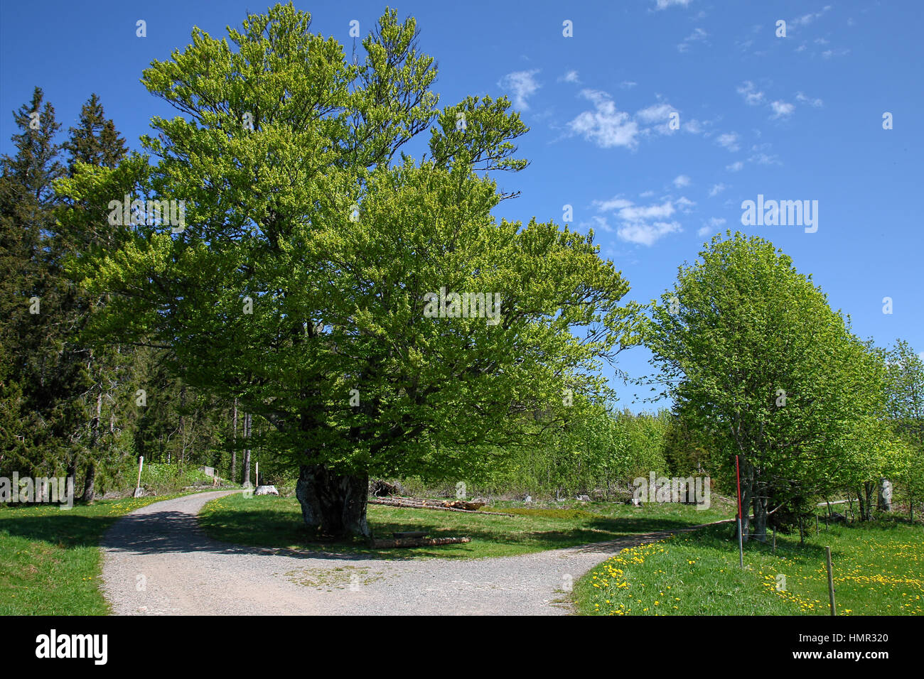 beautiful landscape in the Black Forest in Germany Stock Photo - Alamy