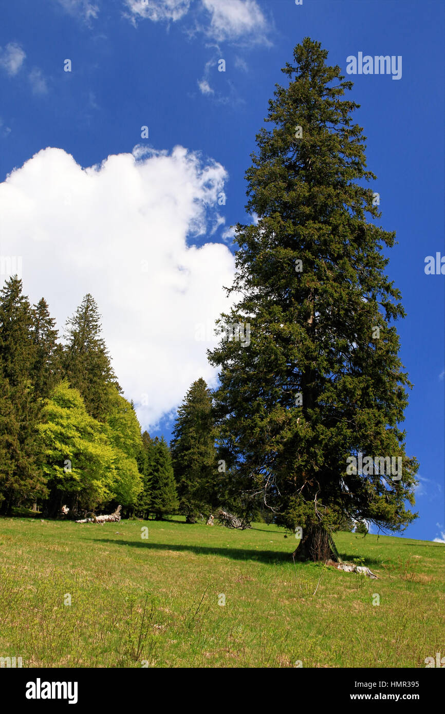 beautiful landscape in the Black Forest in Germany Stock Photo - Alamy