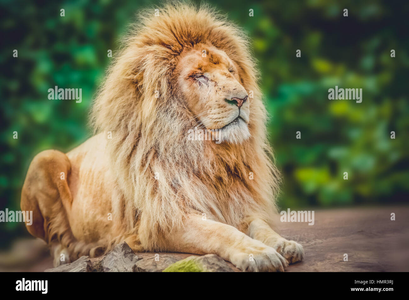 Portrait of an old lion sitting on a rock Stock Photo - Alamy