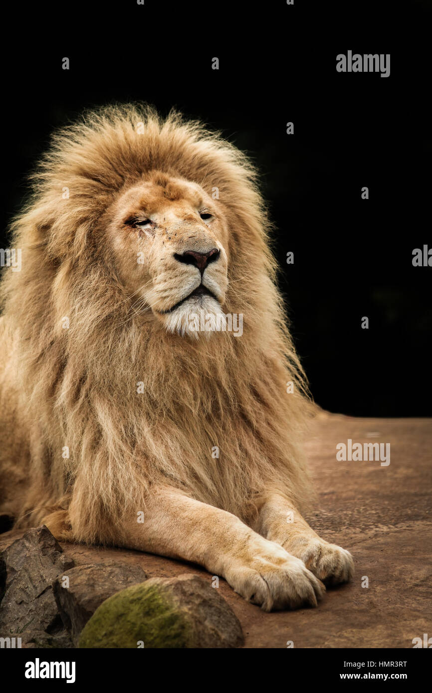 Old tired lion animal hi-res stock photography and images - Alamy