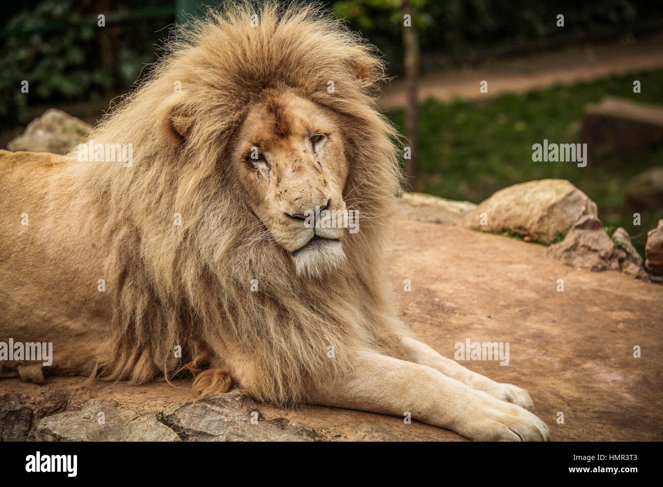 Portrait of an old lion sitting on a rock Stock Photo - Alamy