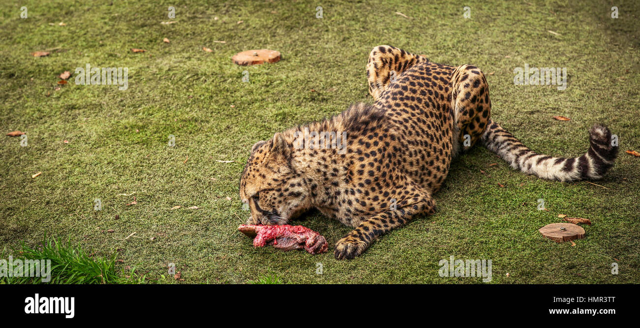 Cheetah feasting on a piece of fresh meat Stock Photo - Alamy