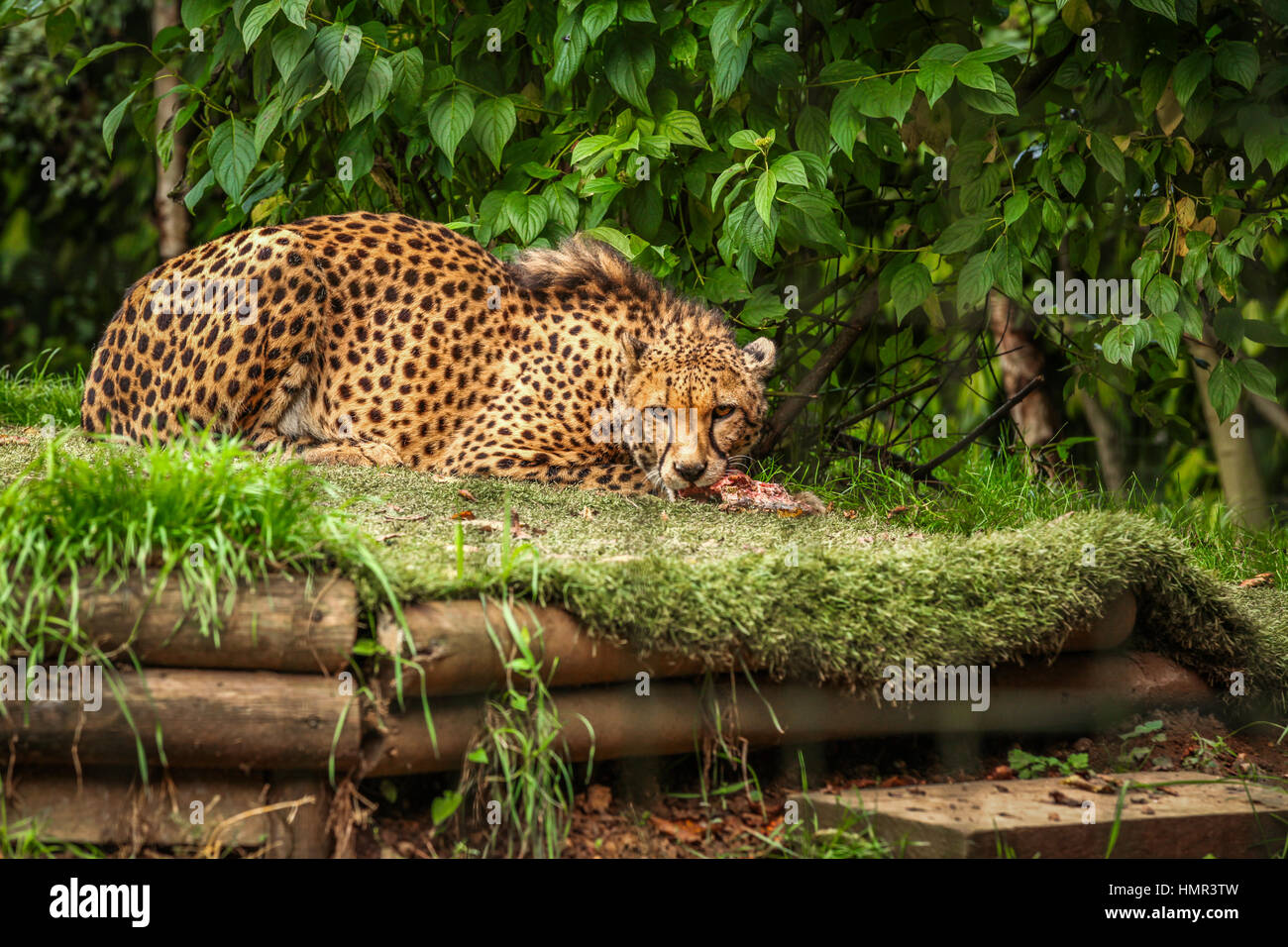 Cheetah feasting on a piece of fresh meat Stock Photo - Alamy