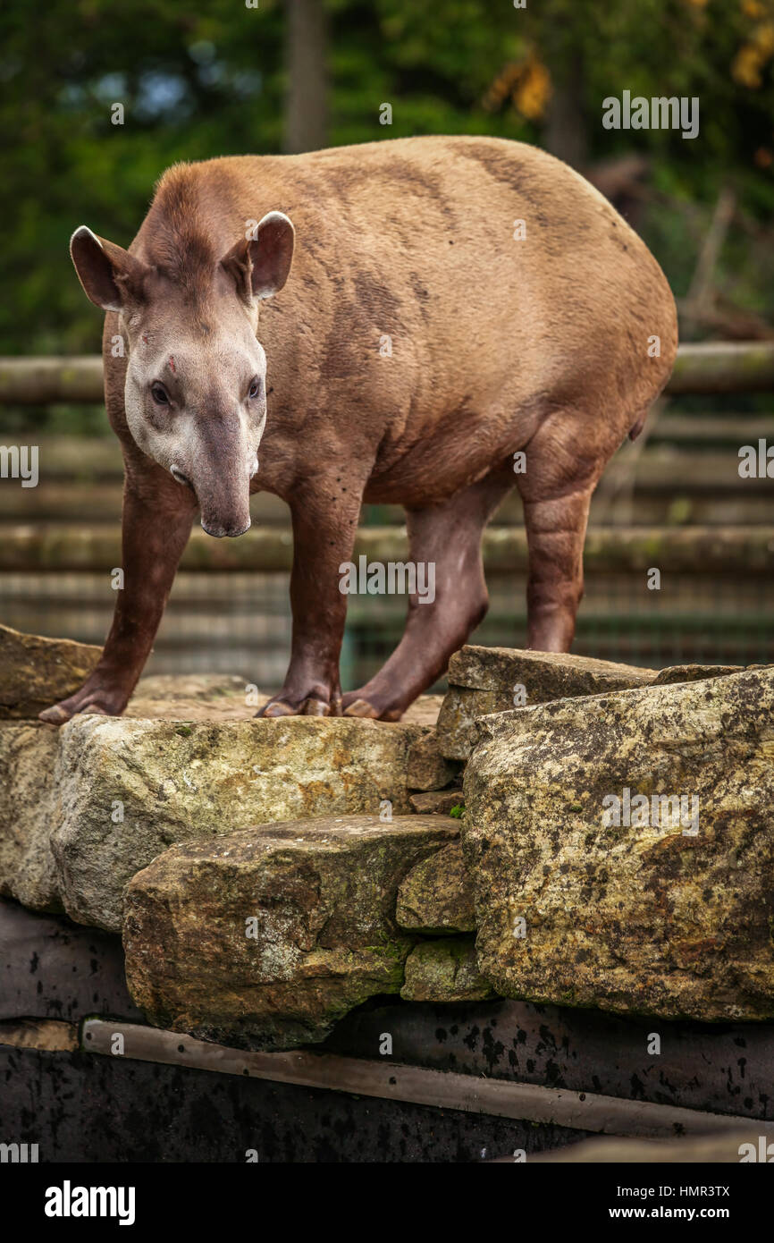 Big tapir standing on the rock in the zoo Stock Photo - Alamy