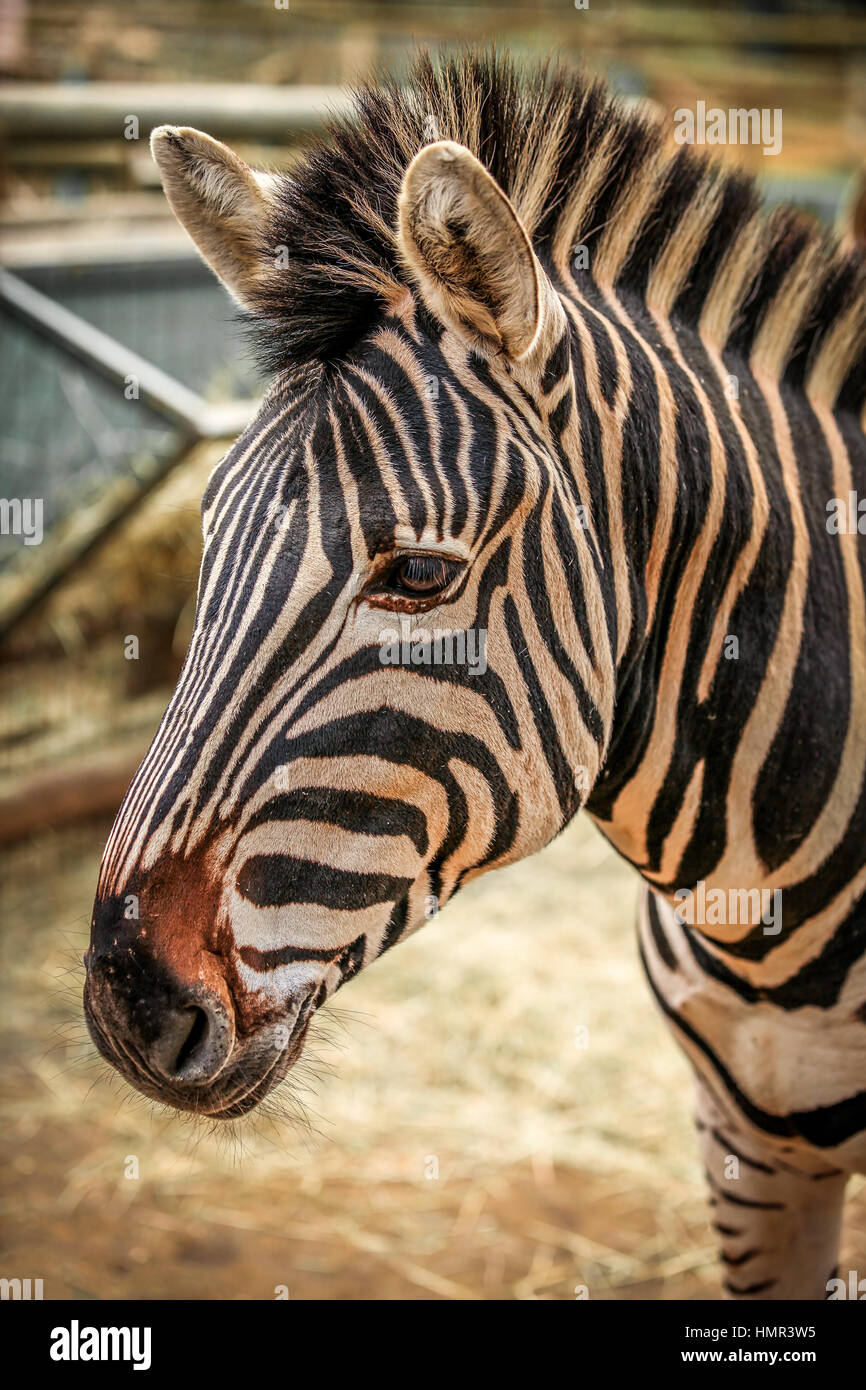 Close up of the head of zebra Stock Photo - Alamy