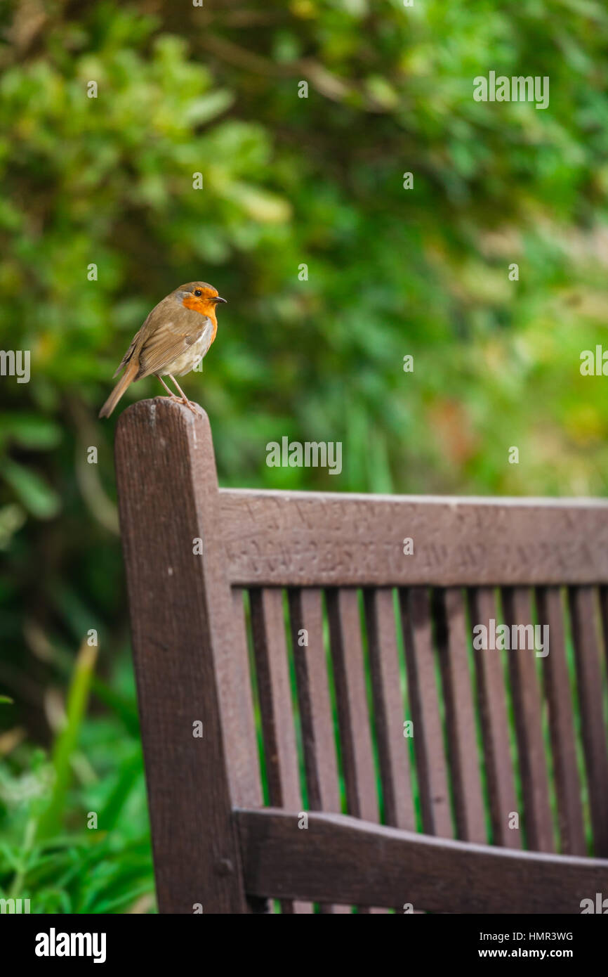 Small robin bird sitting on the bench in a park Stock Photo - Alamy