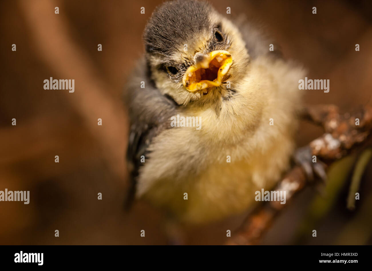 Baby tit sitting among the tree branches Stock Photo - Alamy