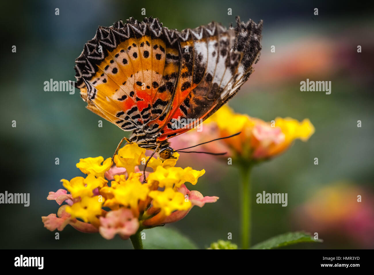 Lacewing butterfly also known as cethosia biblis Stock Photo - Alamy