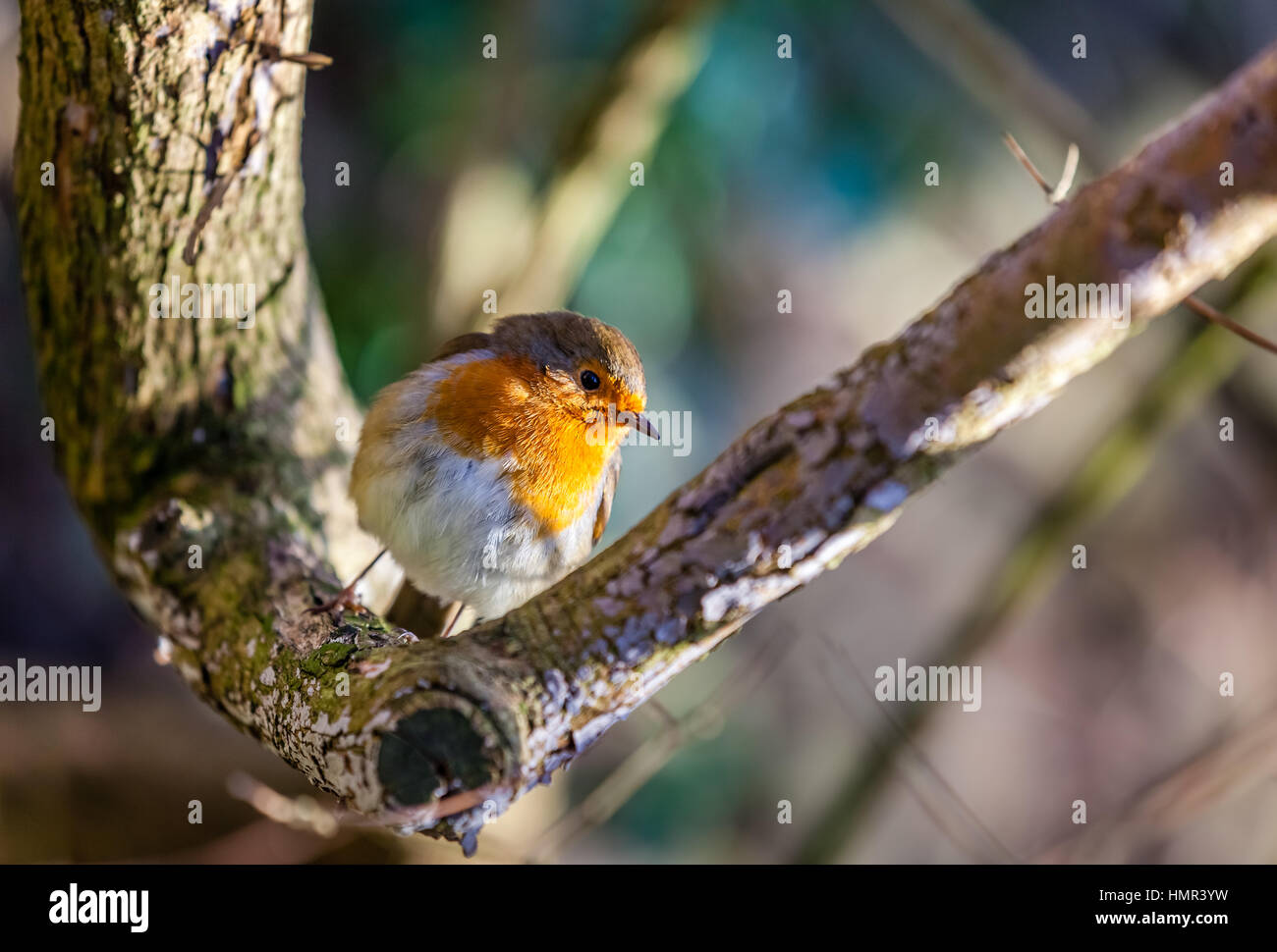 Small robin bird sitting on the branch of a tree Stock Photo - Alamy