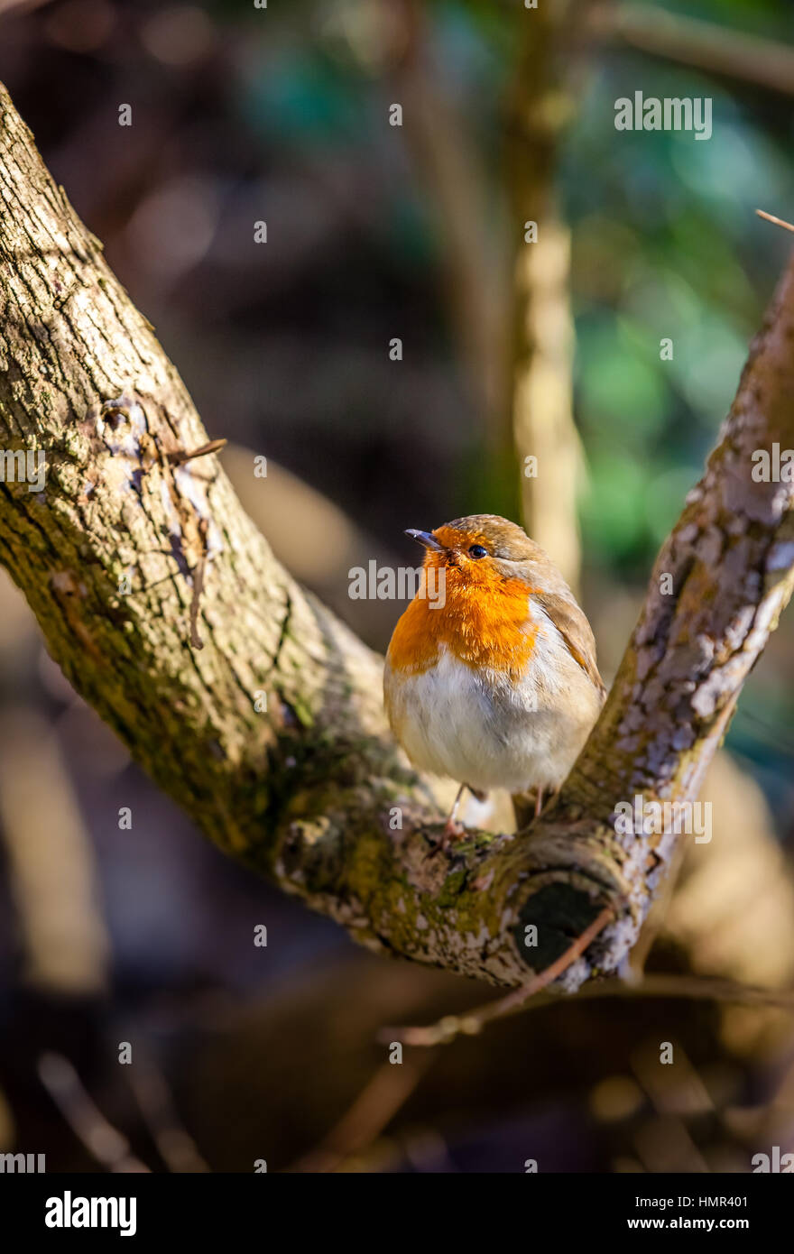 Small robin bird sitting on the branch of a tree Stock Photo - Alamy