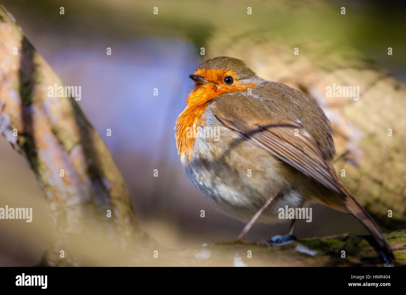 Small robin bird sitting on the branch of a tree Stock Photo - Alamy