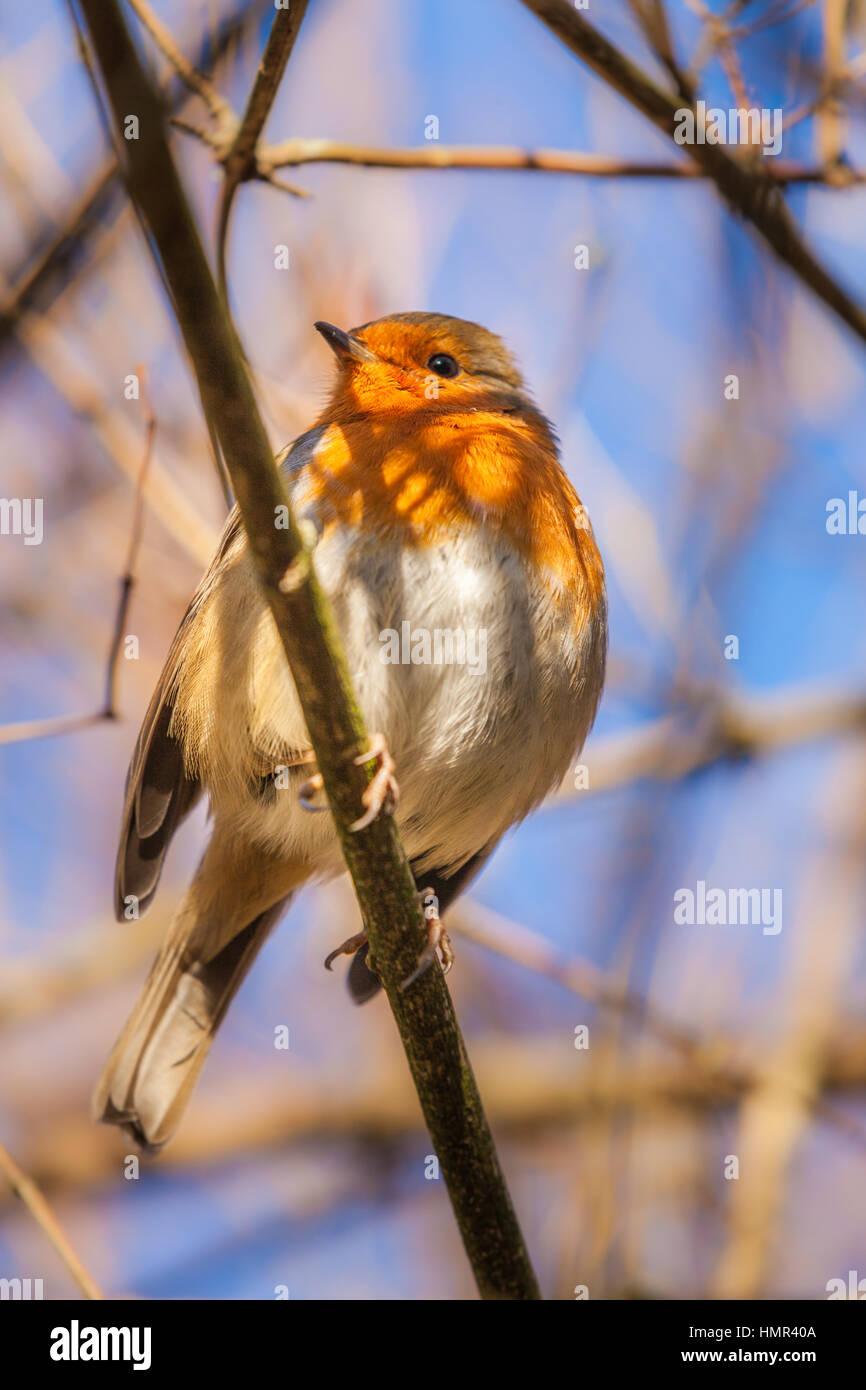Small robin bird sitting on the branch of a tree Stock Photo - Alamy