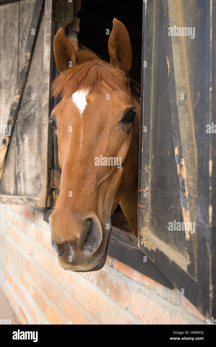 Window horse hi-res stock photography and images - Alamy