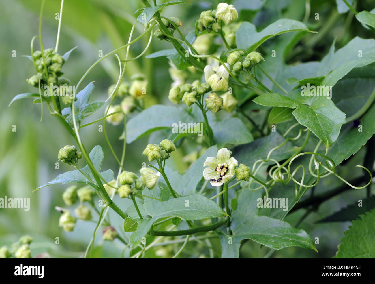 Small beetles crawling over White Bryony (Bryonia dioica) flowers ...