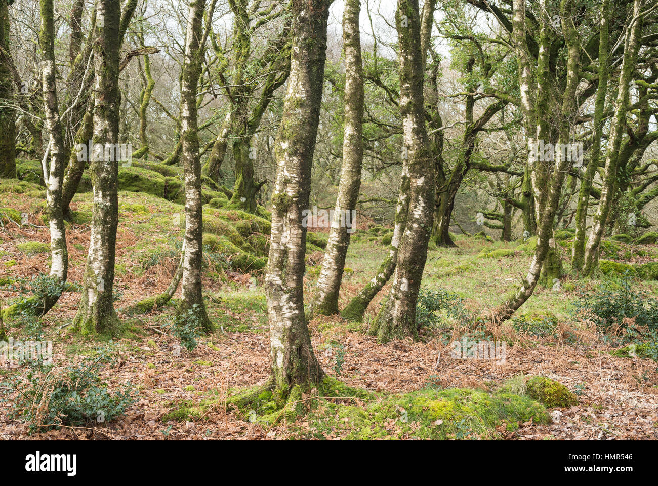 Ty Canol Woods Pembrokeshire Wales Stock Photo - Alamy
